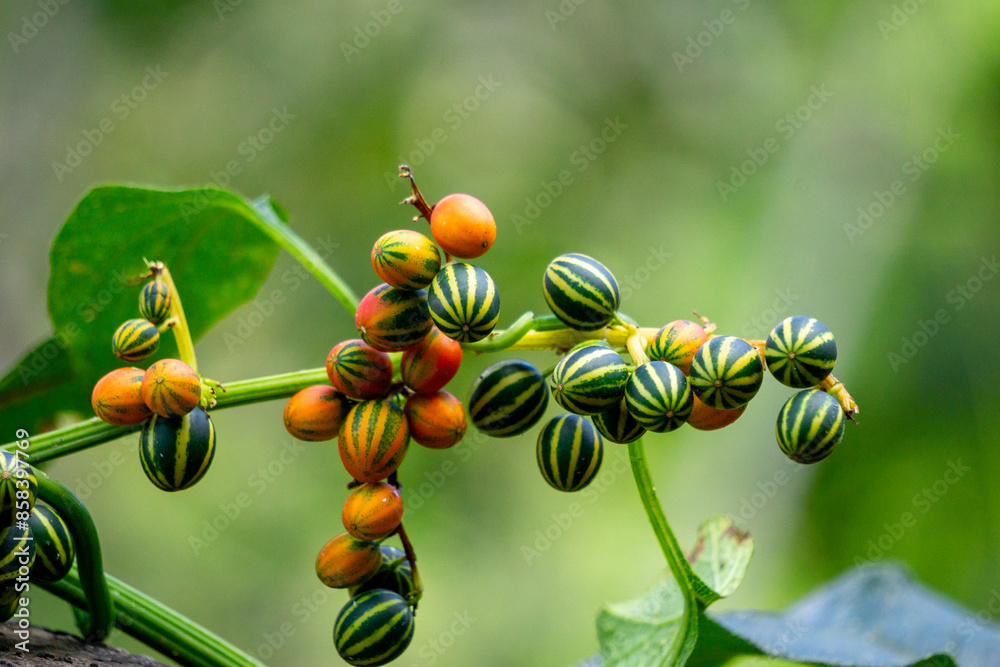 Bryonopsis laciniosa. Bryonies are occasionally grown in gardens and ...