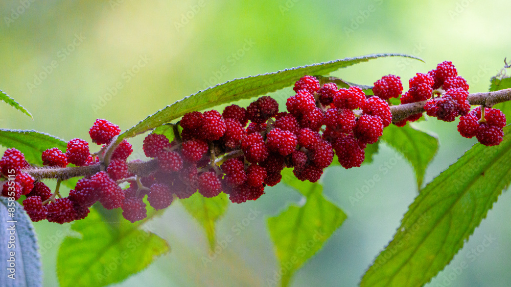 Debregeasia longifolia, Orange Wild Rhea, Haikaeng Thing, Totongoan. We ...