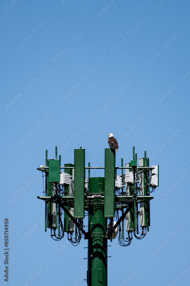 Bald eagle perched on top of a mobility cell site, panel antennas mounted on a monopole tower ...