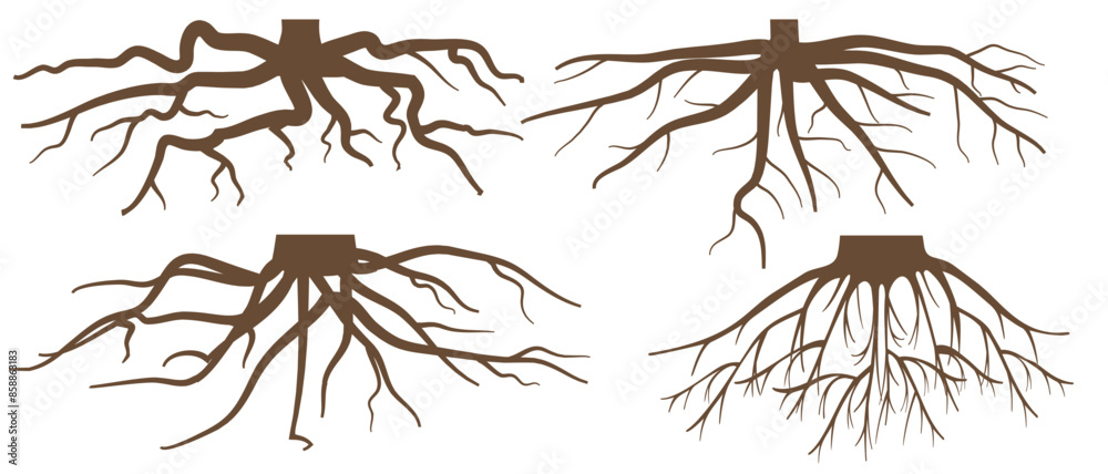 Various brown tree or shrub roots. Parts of plant, root system with ...