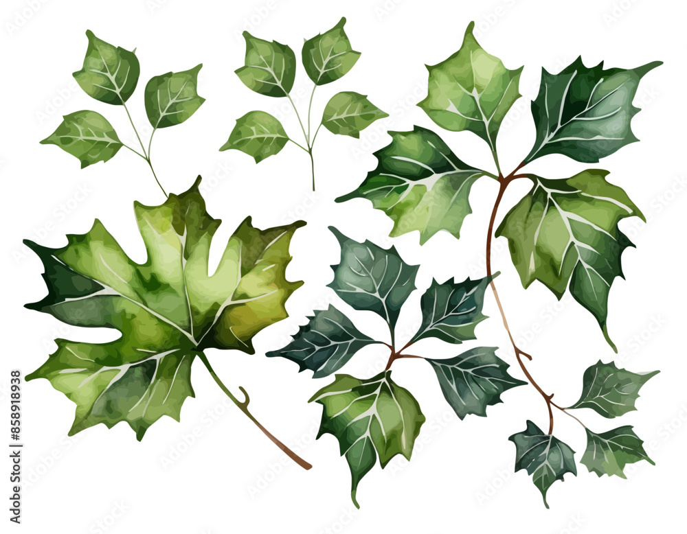 bay leaves, liście, grafika, wektor, vector, flowers, kwiaty ...