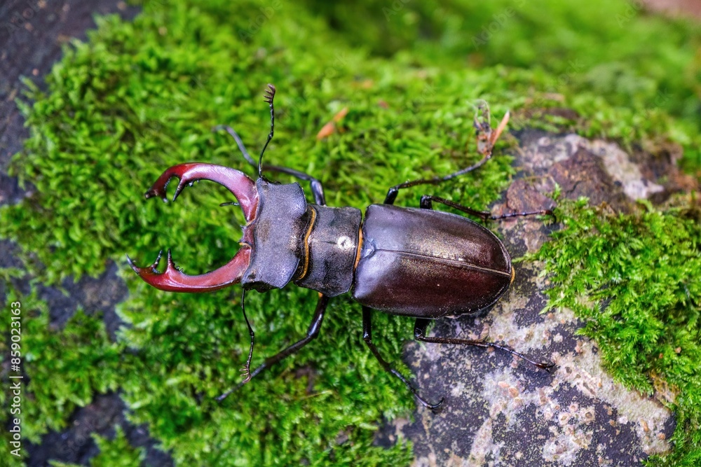 Male European Stag Beetle climbing up a mossy tree trunk. Lucanus ...
