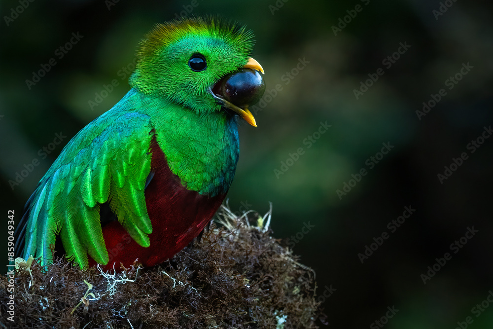 Quetzal, Pharomachrus mocinno, from nature Costa Rica, detail portrait ...