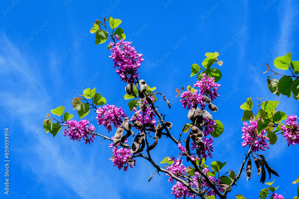 Many vivid pink flowers of Cercis siliquastrum, commonly known as Judas ...