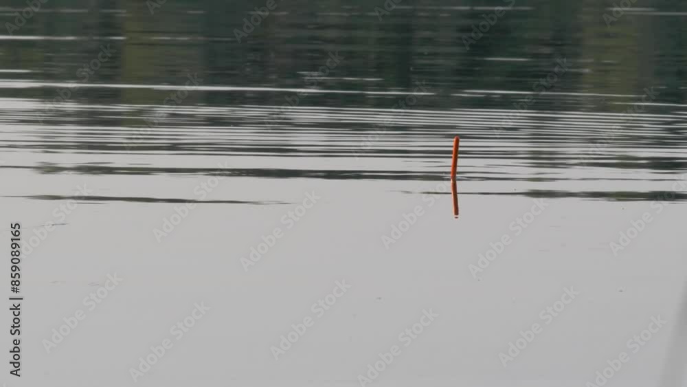 Bobber dances on calm water surface in response to fish's bite. Angler ...