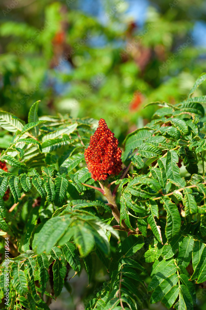 Green leaves and red inflorescences of the seeds of sumac deer or sumac ...