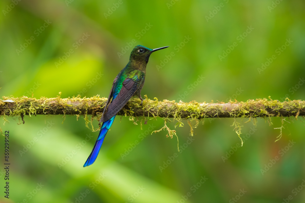 Violet-tailed Sylph - Aglaiocercus coelestis, beautiful long tailed ...