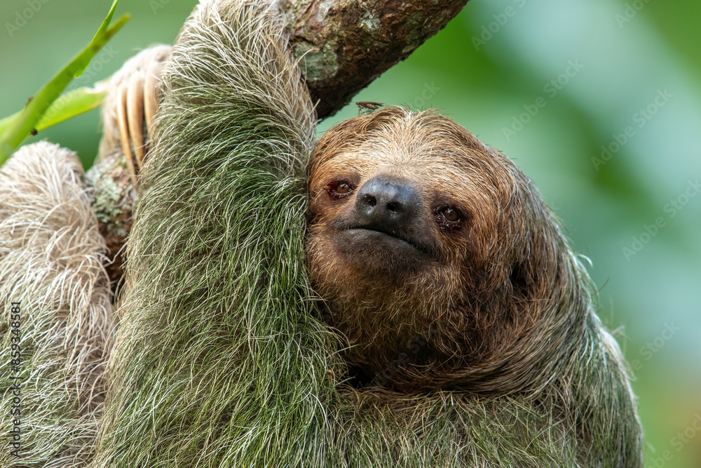 Brown-throated sloth (Bradypus variegatus) is a species of three-toed ...