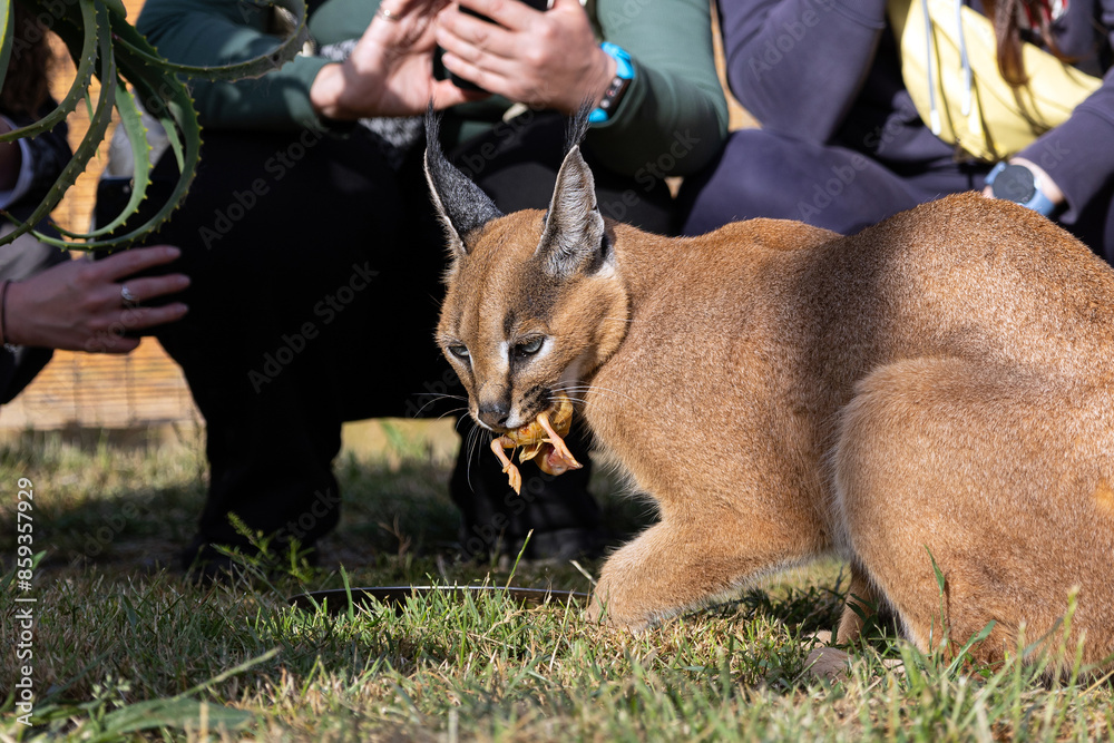 Caracal, big cat eats little chicken. Territory of rehabilitation ...