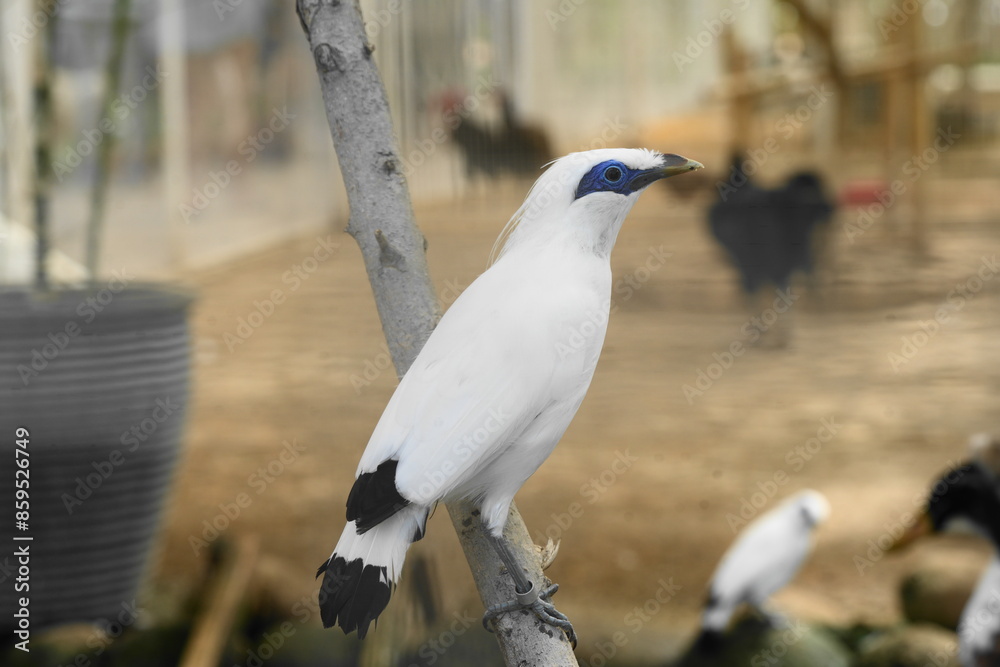 Leucopsar rothschildi, commonly known as the Bali Myna or Bali Starling ...