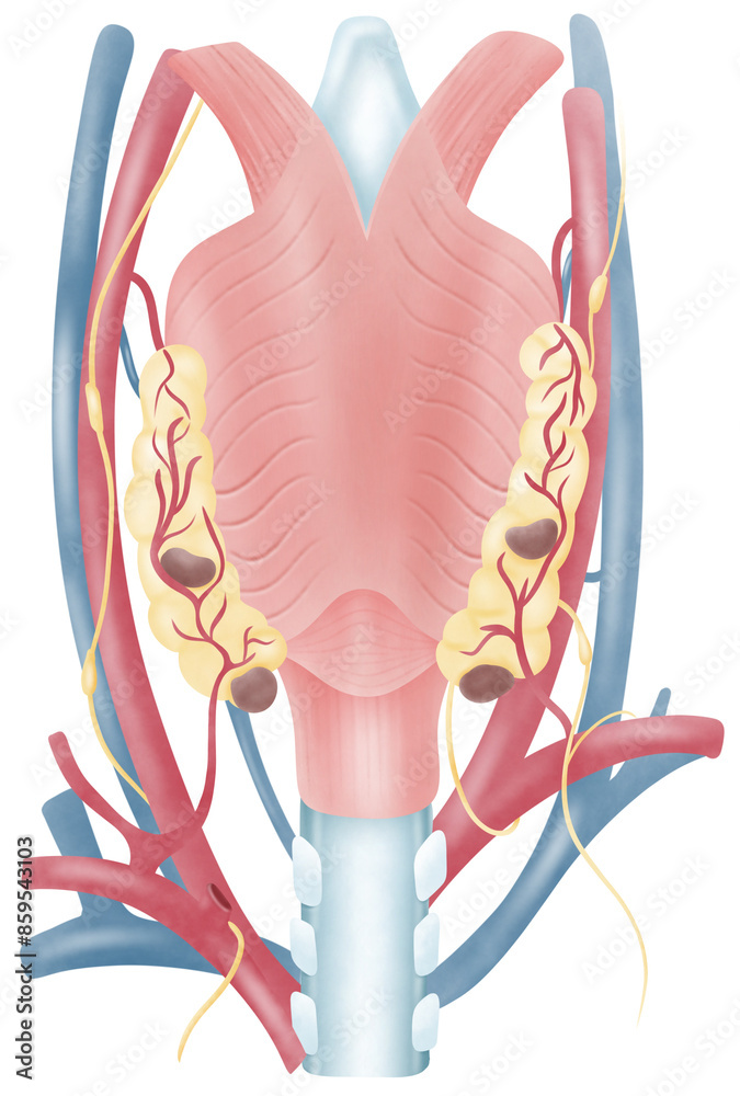 Parathyroid glands posterior view Realistic watercolor paintings of ...
