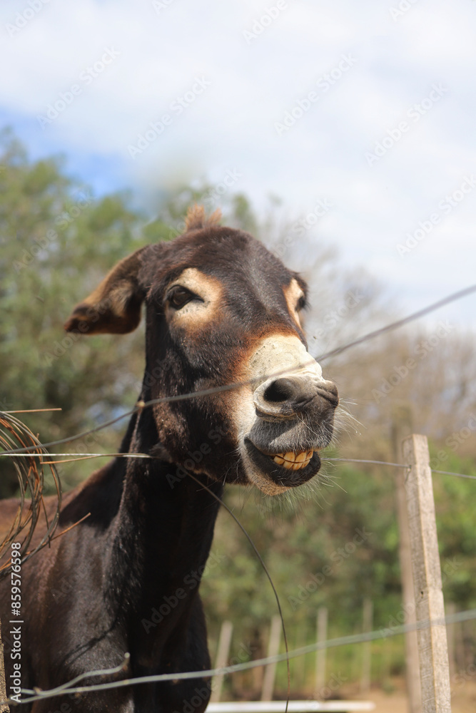 Donkey showing its teeth. Vertical portrait of brown and white donkey ...
