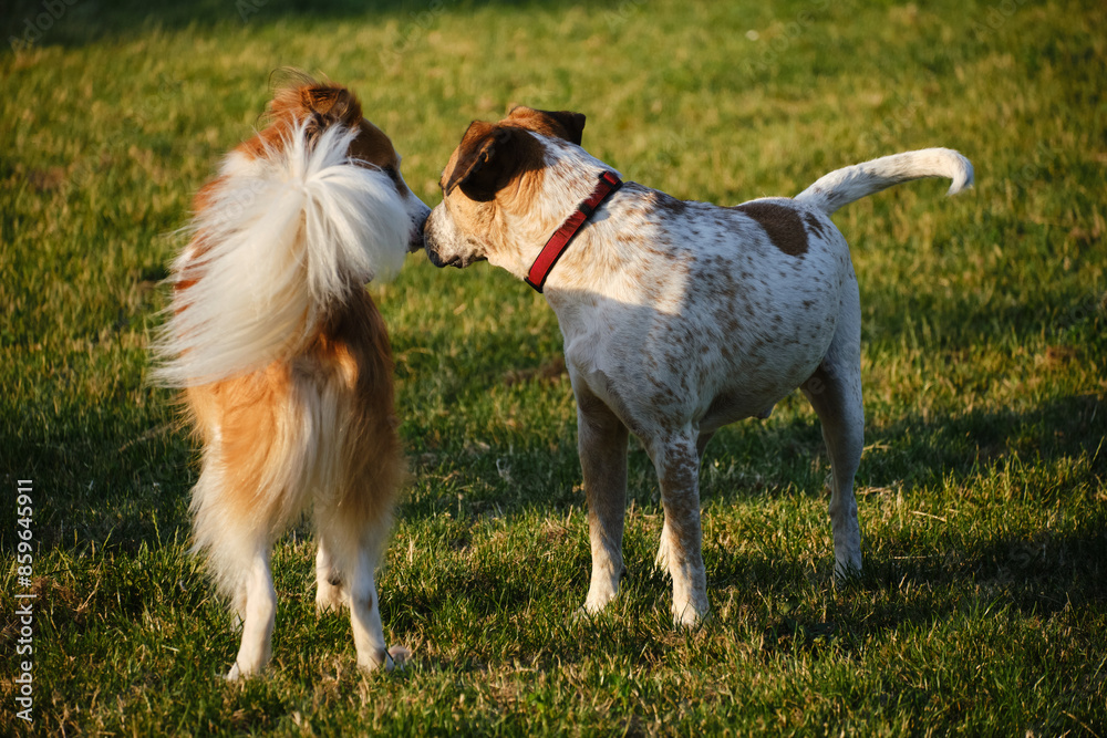 A fluffy red border collie met spotted mongrel in the park during a ...