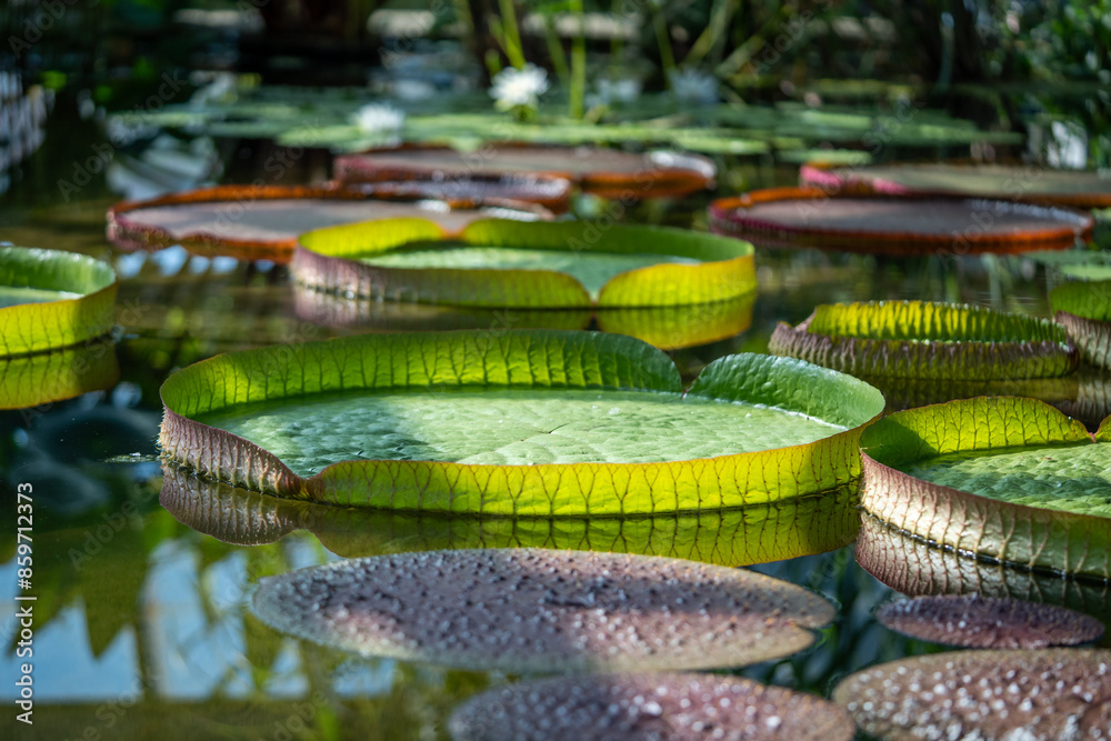 Greenhouse with tropical Victoria Amazonica. Pond in glasshouse with ...