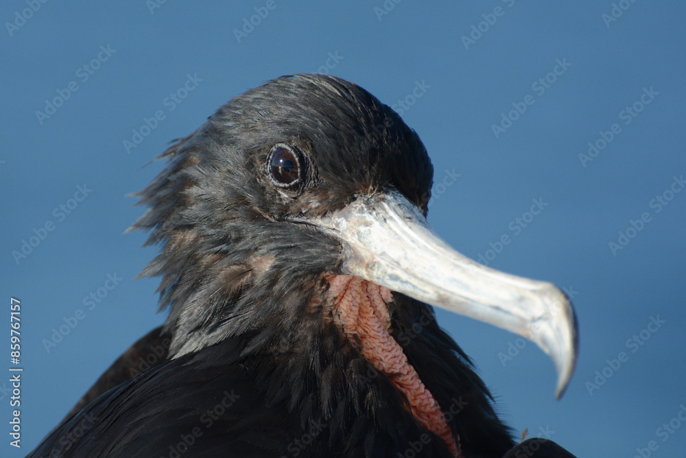 Frigatebird, a closeup portrait of head, eye, and bill, looking at ...