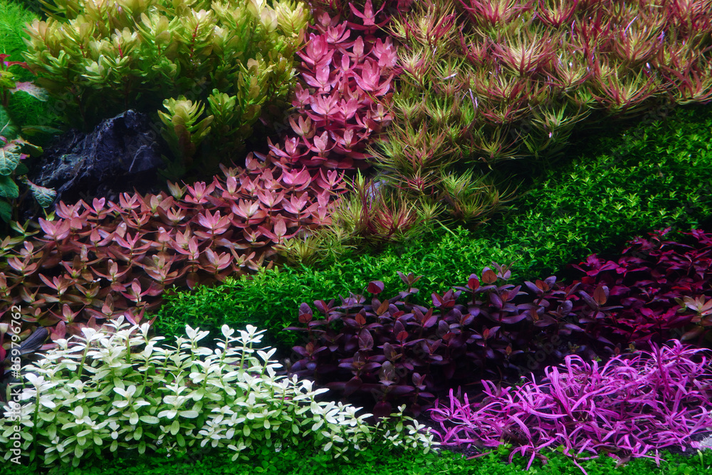Colorful planted aquarium tank. Aquatic plants tank. Dutch inspired ...