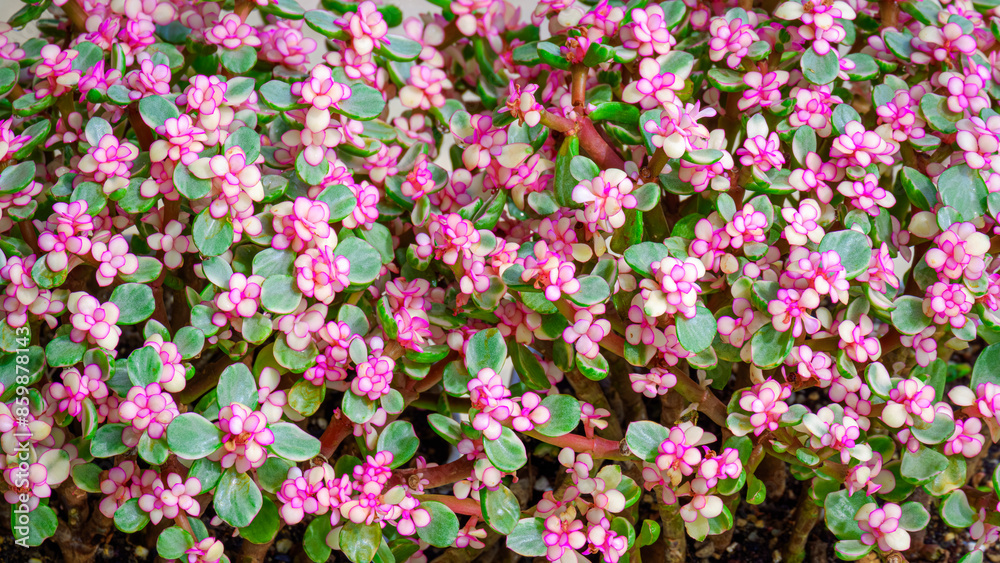 Variegated Elephant Bush, Miniature jade plant, African Purslane-tree ...