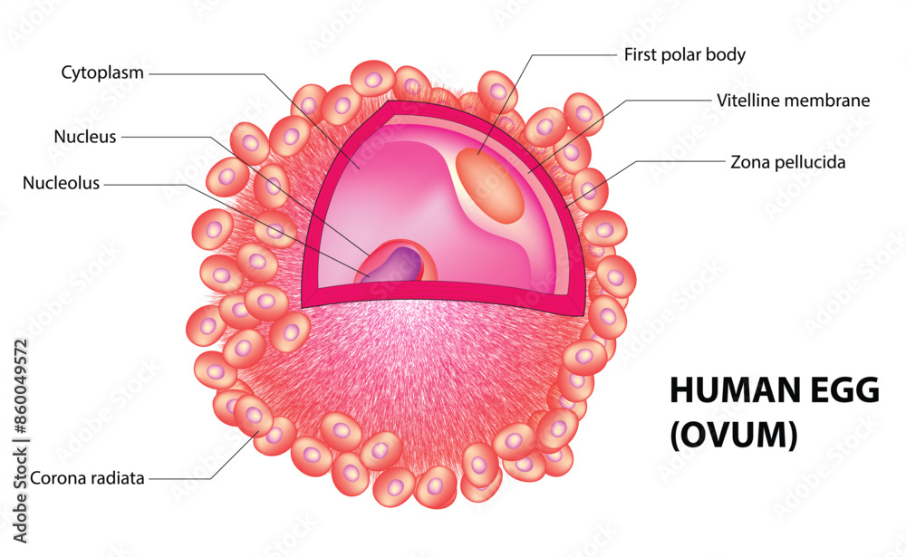 The human ovum, commonly known as the human egg cell or oocyte, is the ...