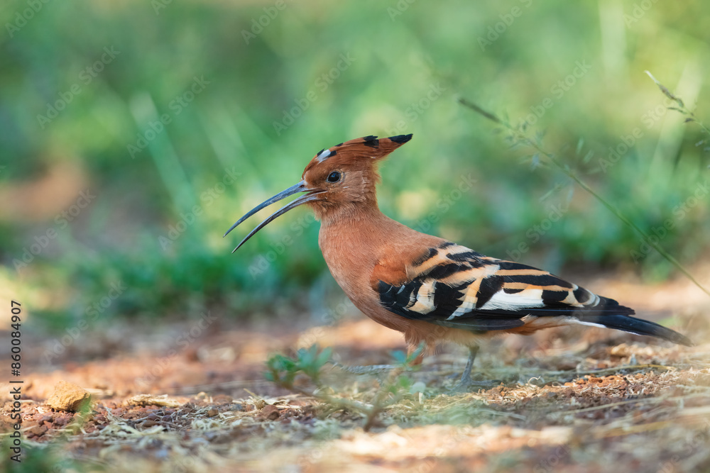 Eurasian Hoopoe or Common hoopoe (Upupa epops), Hoopoe with a loose ...