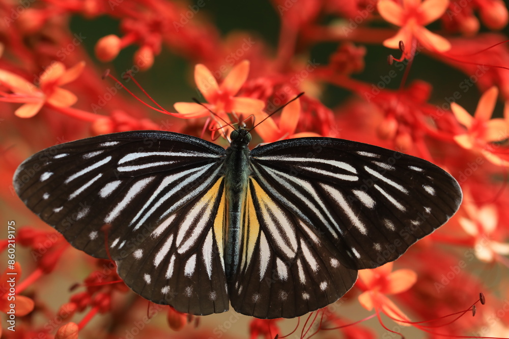 A female Common Wanderer butterfly (Pareronia Valeria) sucks nectar ...