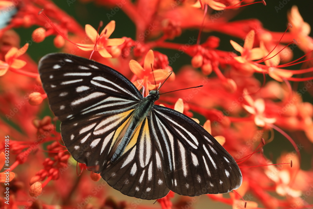 A female Common Wanderer butterfly (Pareronia Valeria) sucks nectar ...
