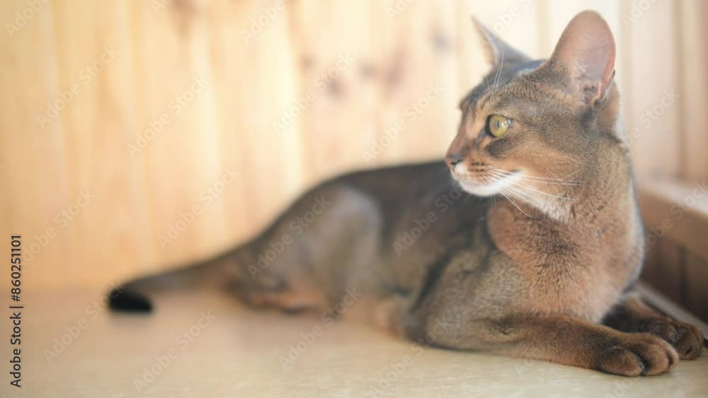 Abyssinian is breed of domestic short-haired cat with distinctive ...
