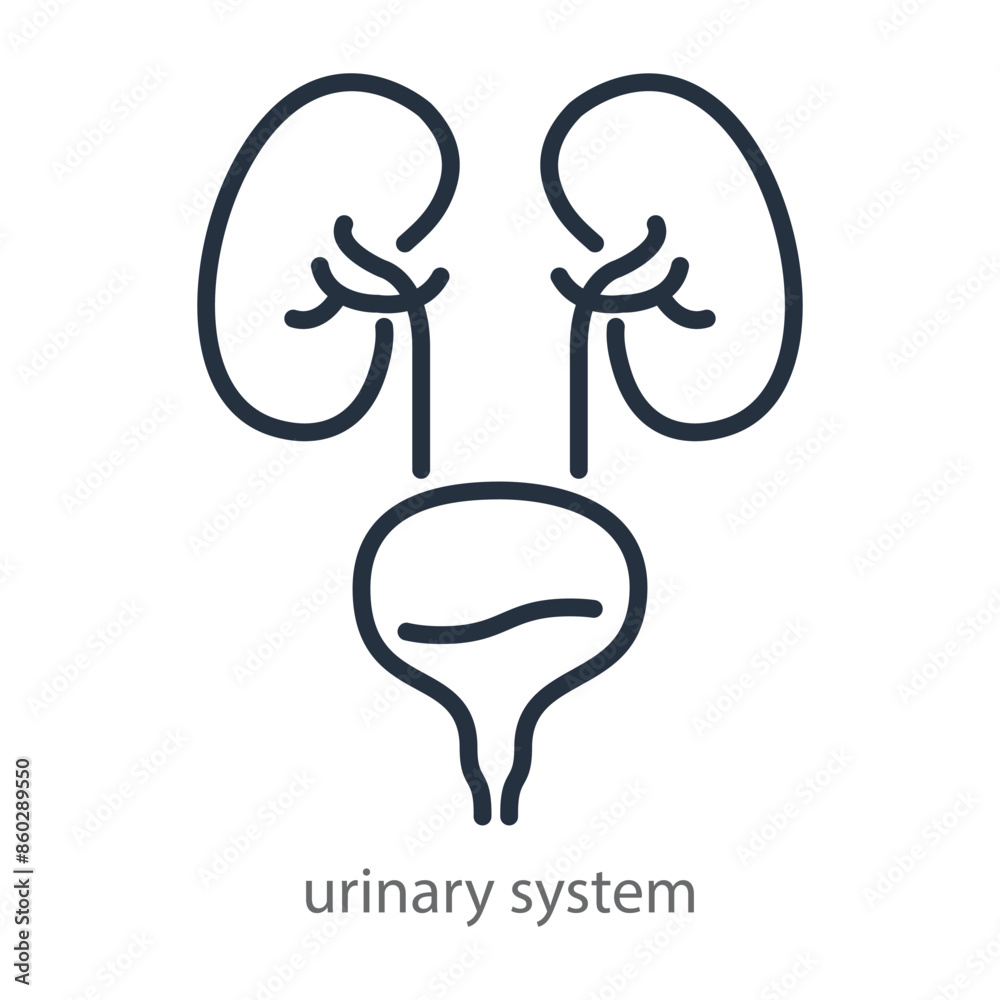 Urinary system of human. Line icon symbol of a urology clinic. Vector ...