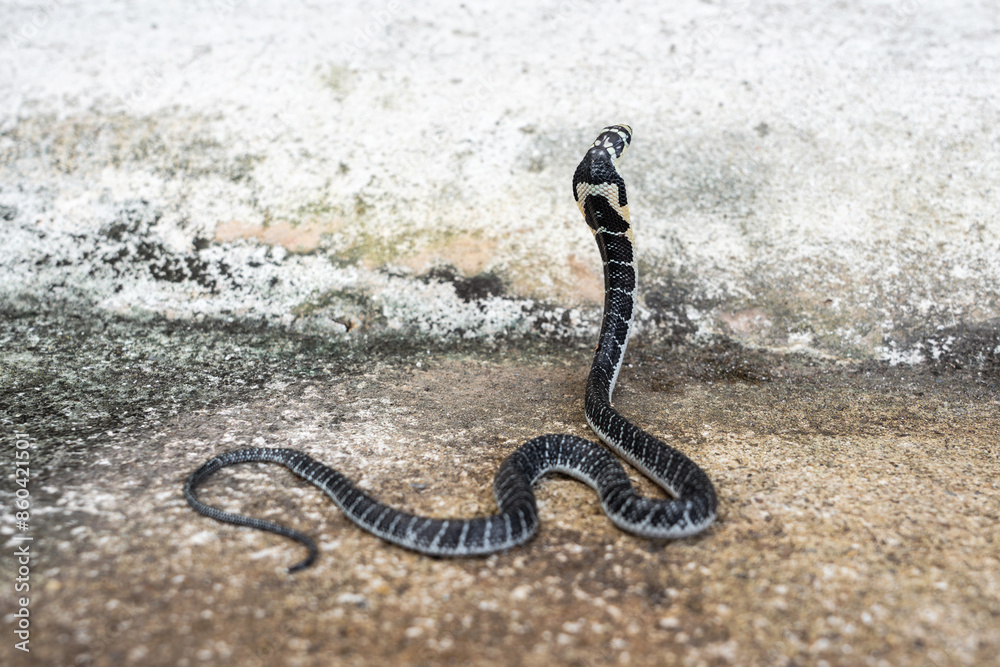 King of snakes. Back of Baby king cobra snake - Ophiophagus hannah from ...