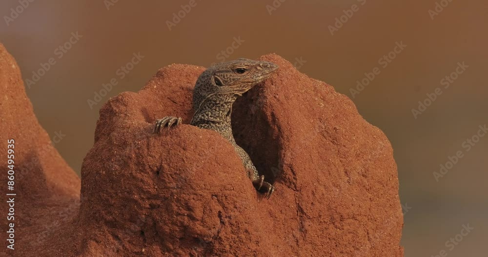 Monitor Lizard Peeking Out Of Termite Mound In Yala National Park Stock ...