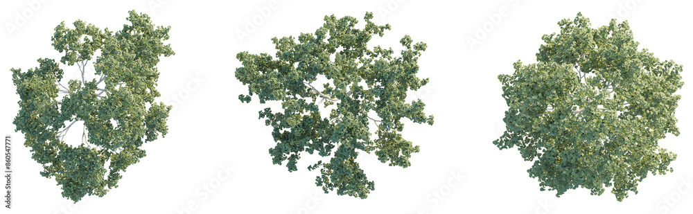 Platanus tree plan top view 4k png cutout isolate foto de Stock | Adobe ...