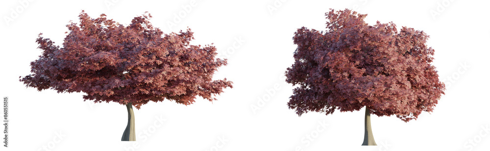 Acer rubrum tree 4k png cutout isolate Stock Photo | Adobe Stock