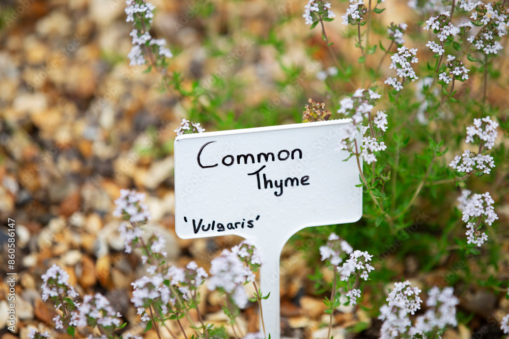 Common Thyme hand written sign within bed of herbs Stock Photo | Adobe ...