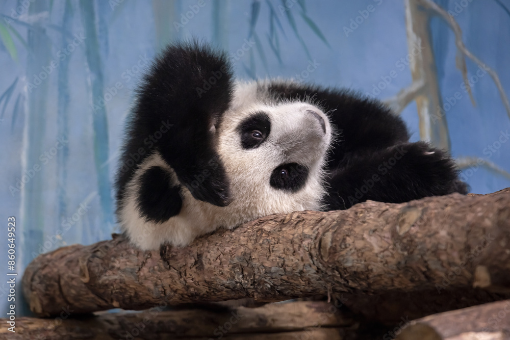 The baby of the giant panda is exploring the world (panda wakes up ...