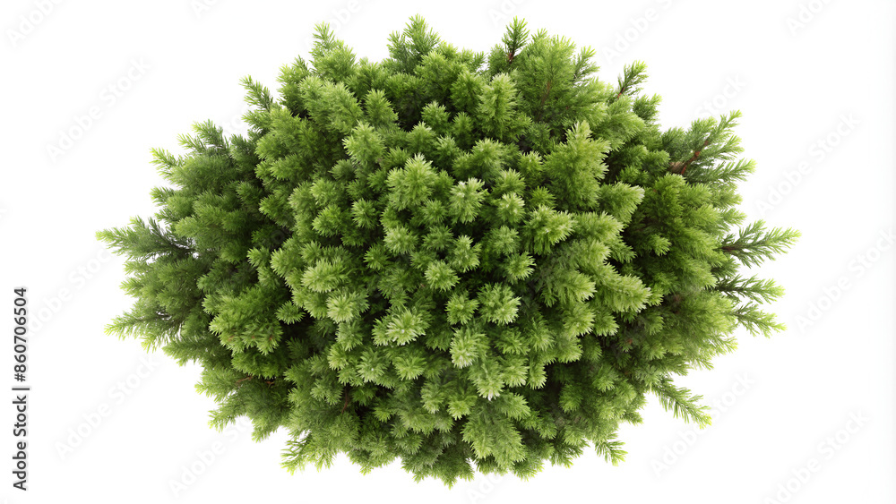 Cedrus tree top view, tree plan 4k png cutout Stock Illustration ...