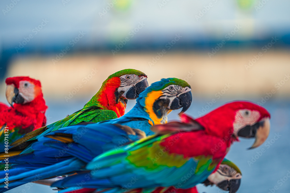 Macaws are a type of parrot with beautiful, colorful feathers. They are ...