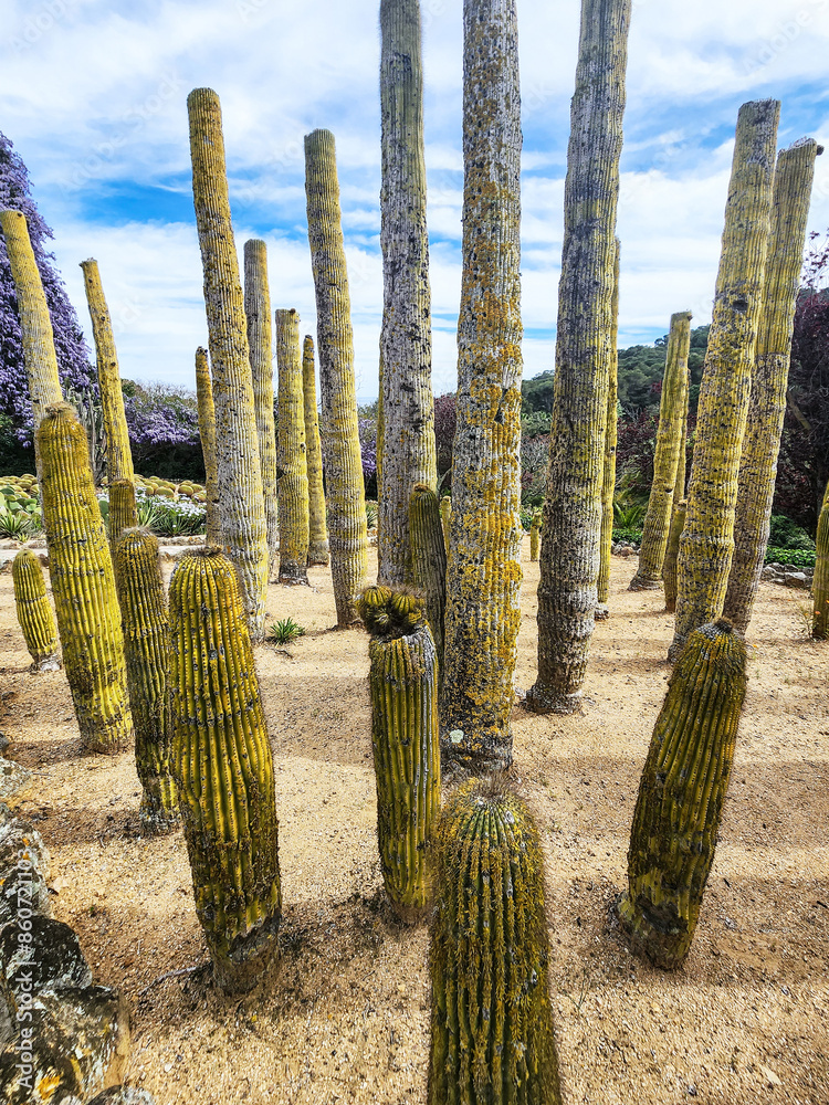 Big Columnar cacti, as antiq columns on bright blue sky background ...