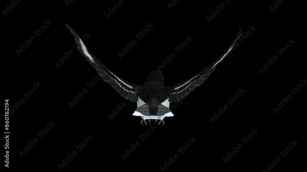 Red Pink Breasted Grosbeak - North American Forest Bird - Flying Loop ...