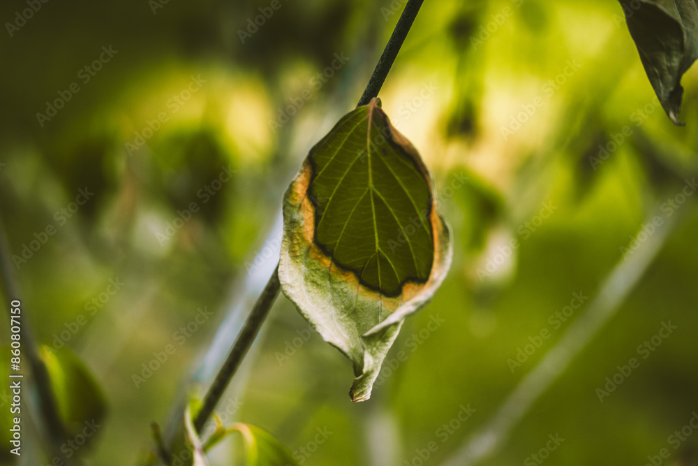 Yellowing wilting green leaf on the branch of a tree, bush in botanical ...