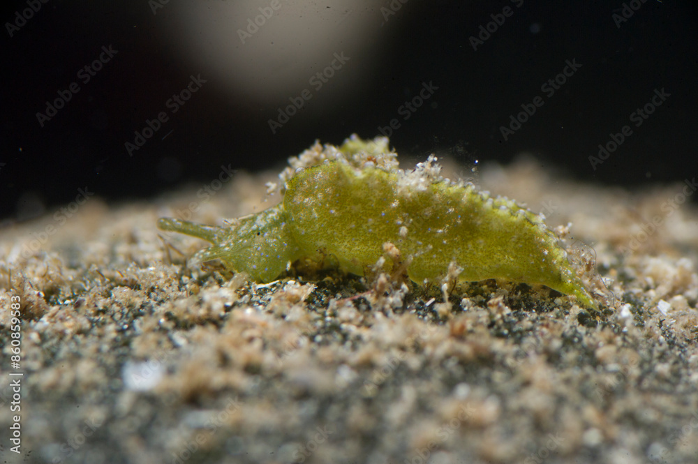 Solar-powered sea slug on rock (Elysia viridis) Elysia viridisit is a ...