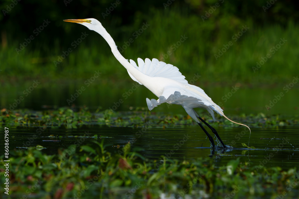 Graceful Great White Egret (Adrea Alba) fishing and scouring the water ...