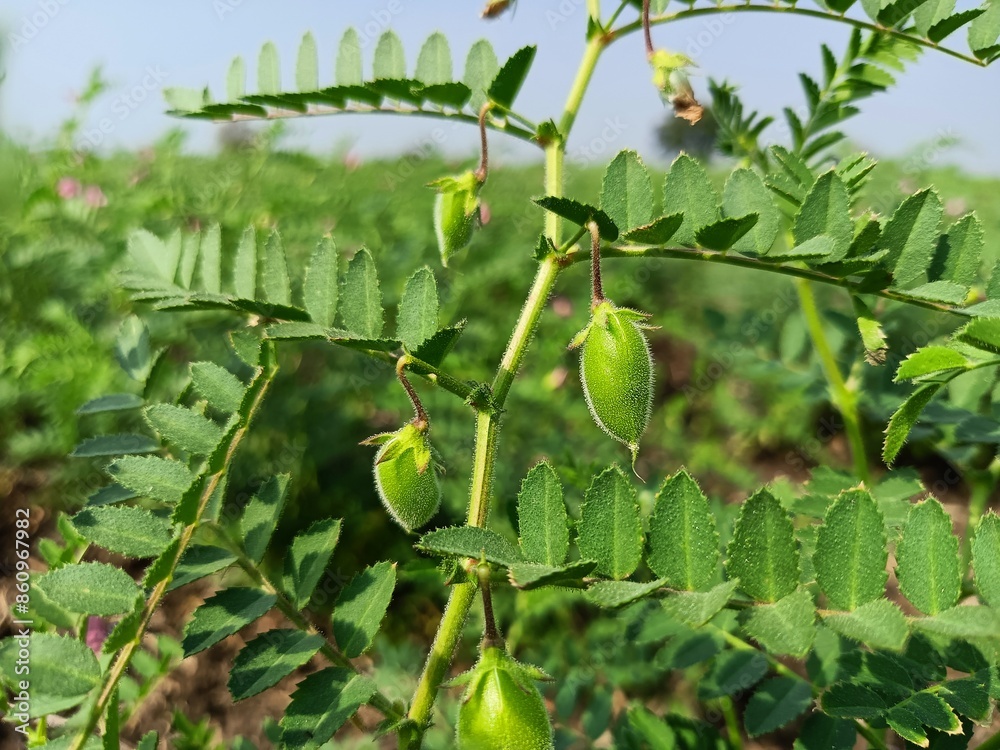 Chickpea plant in farm, Green Chickpeas field , Chick peas also known ...