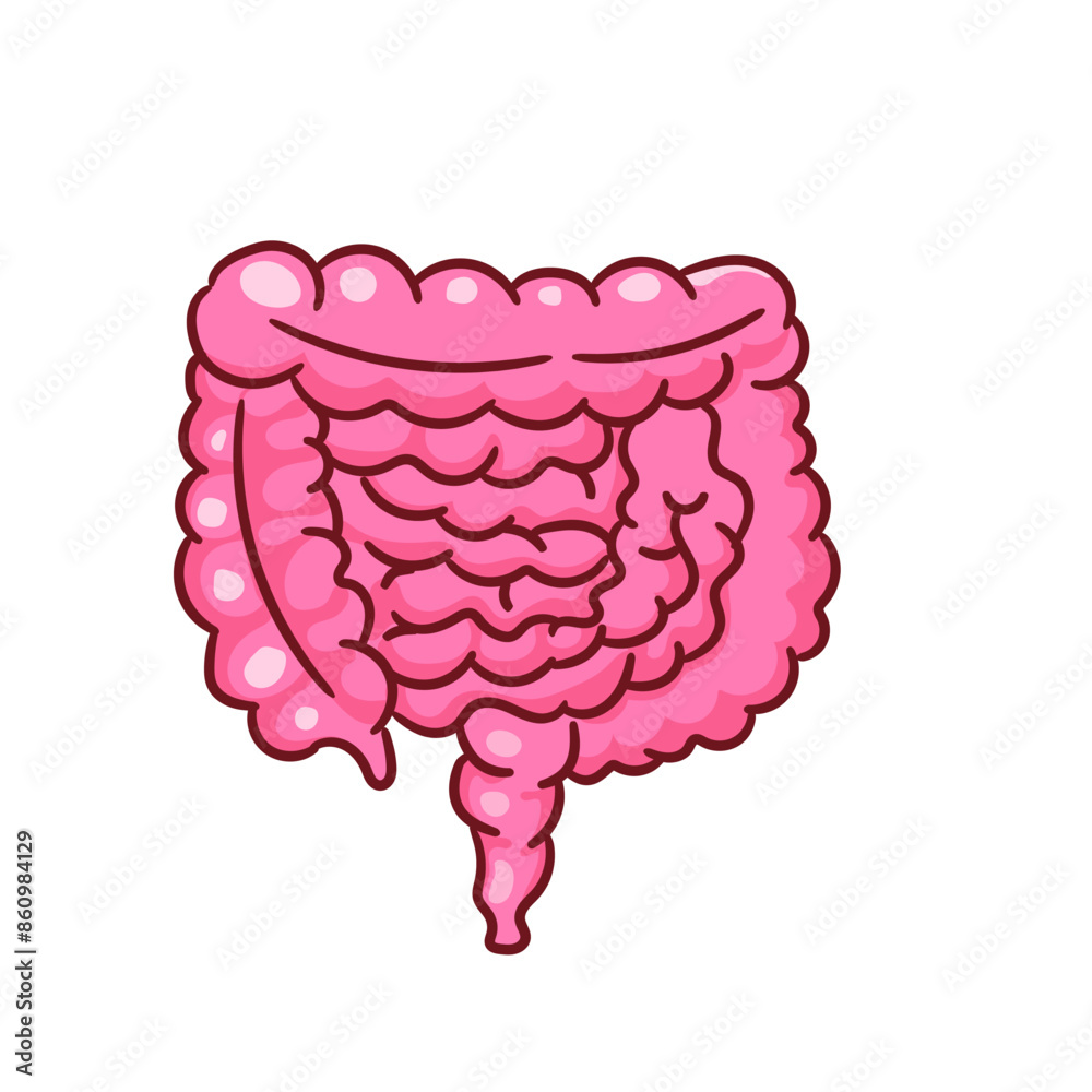 Human Small and Large Intestine Organ Cartoon. Human anatomy biology ...