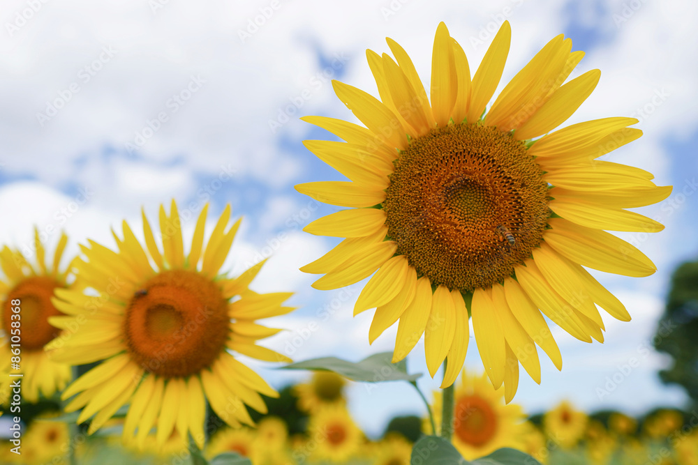 ひまわりの優美なる姿 Stock Photo | Adobe Stock
