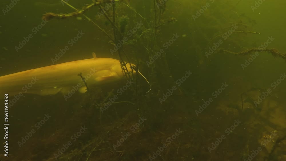 Extended footage of a mandarin catfish (Silurus glanis), an albino ...