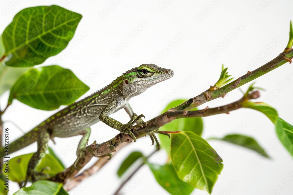 Anolis carolinensis green anole lizard side view sitting on a branch of ...