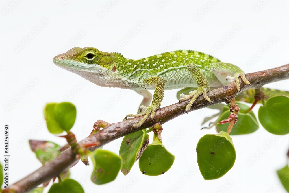 Anolis carolinensis green anole lizard side view sitting on a branch of ...