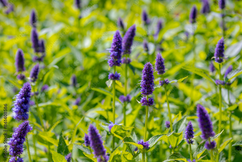 Selective focus of purple blue flower Korean mint in the garden, Blue ...