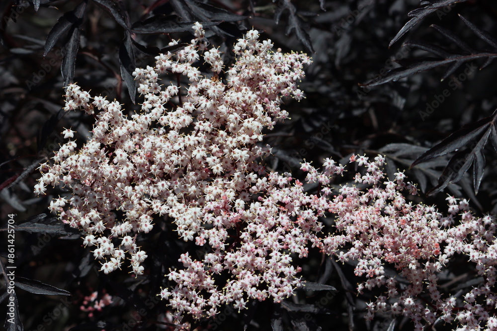 Sweden. Sambucus nigra is a species complex of flowering plants in the ...