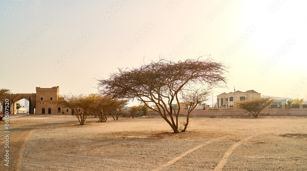 Poster trees grow in the desert of Abu Dhabi in the Arab Emirates ...