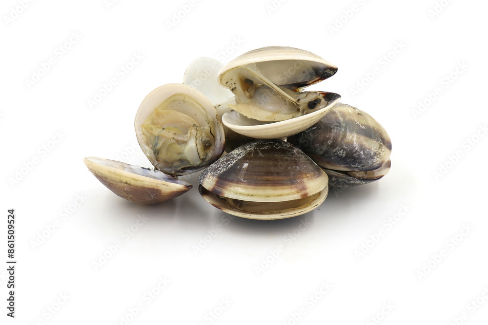 Closed up fresh baby clams, venus shell, shellfish, carpet clams, short ...